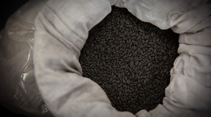 Archaeobotany Lab | Department of Anthropology