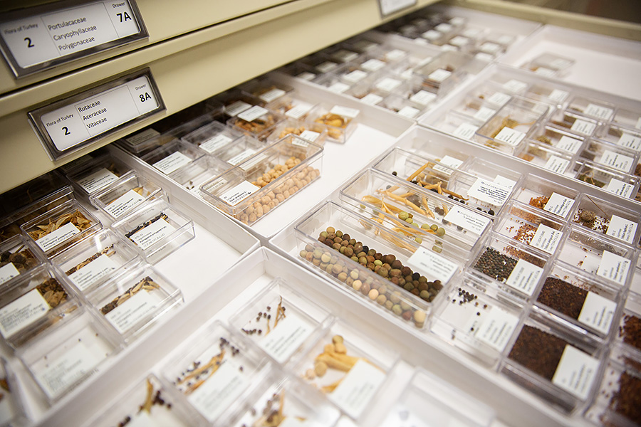 Archaeobotany Lab | Department of Anthropology