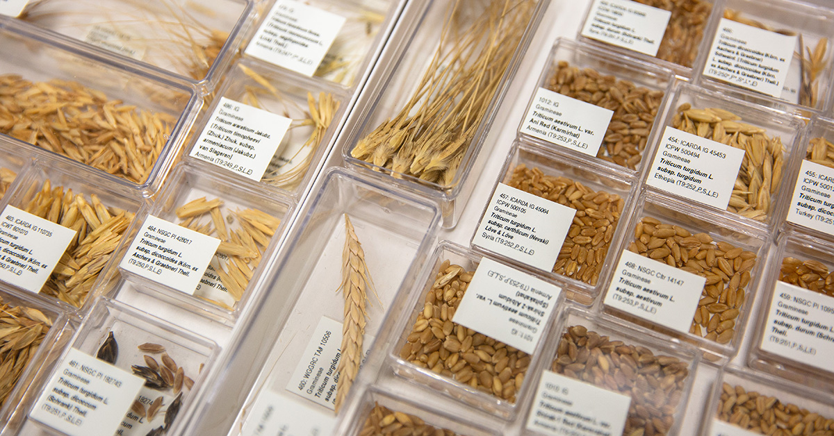 Archaeobotany Lab | Department of Anthropology